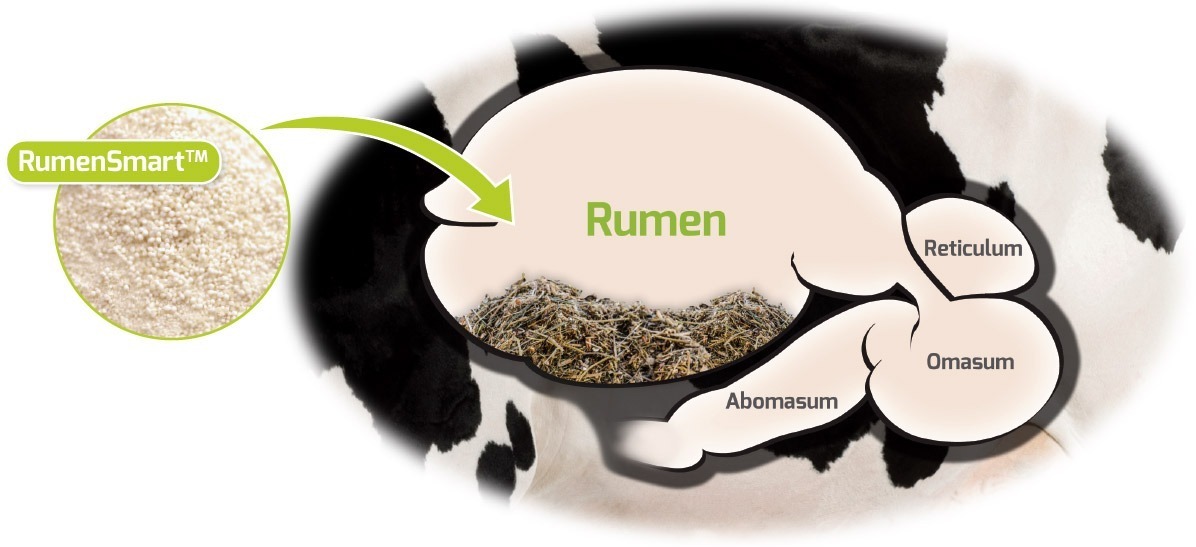 Rumensmart - TBA Ltd - Trevor Birchall Agriculture